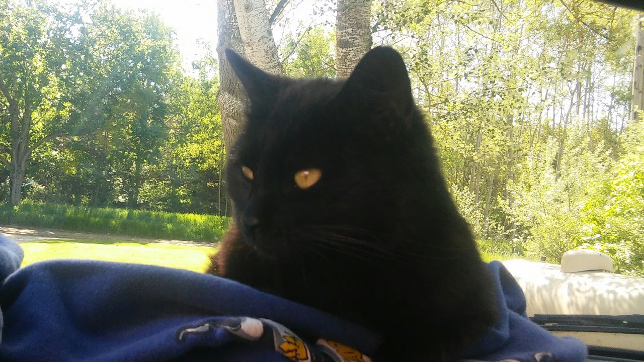 Gunstriker Does Stuff Live Stream - YouTube