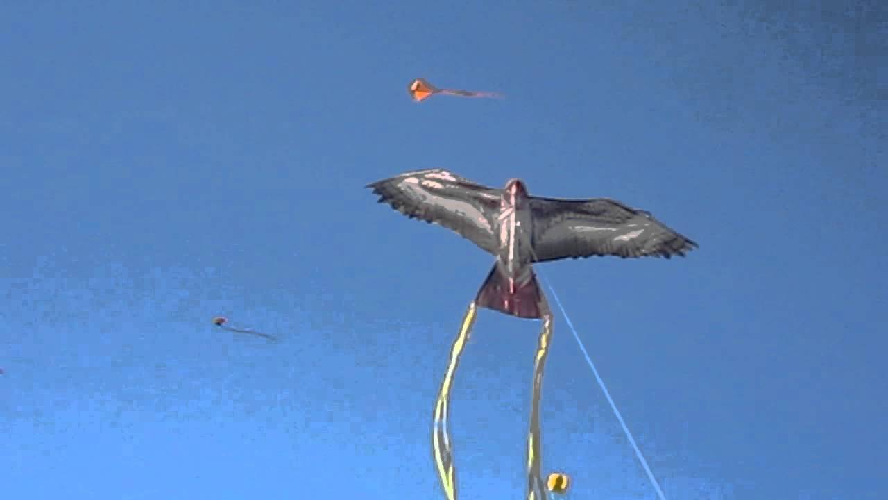 Andrew masterfully flying our 6' wingspan hawk kite ! :-) - YouTube