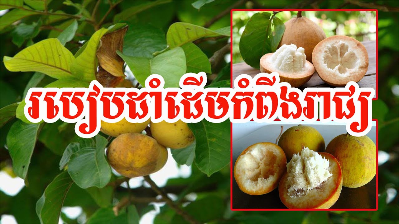 how to grow santol at home very easy - YouTube