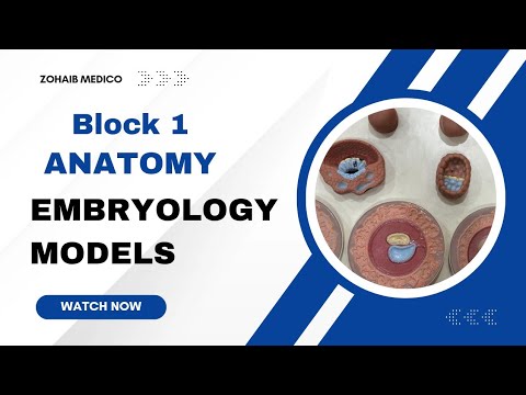 Embryology models | Block 1 | Models and labellings | Anatomy portion ...