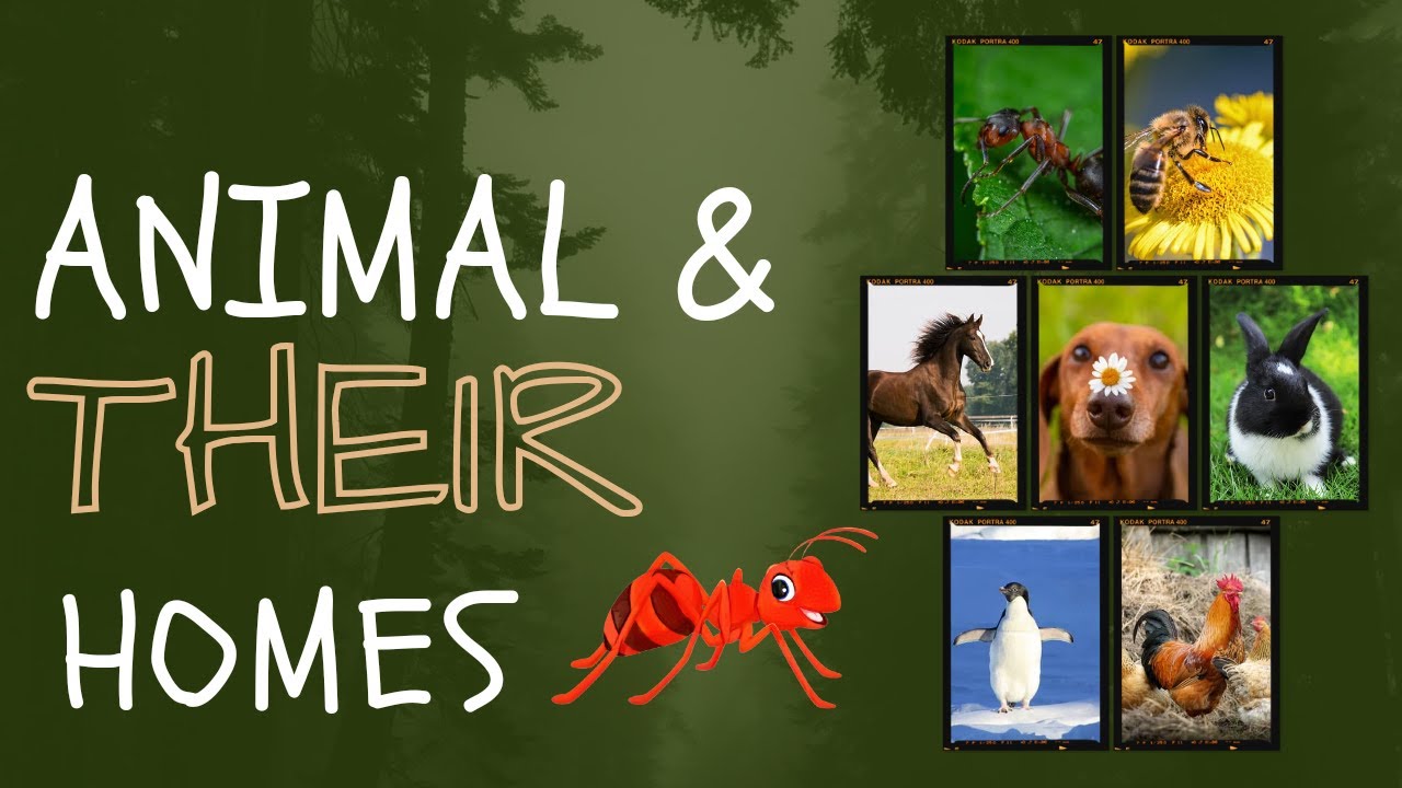 Learn About Different Animal Names & Homes | Animal Names & Homes For ...