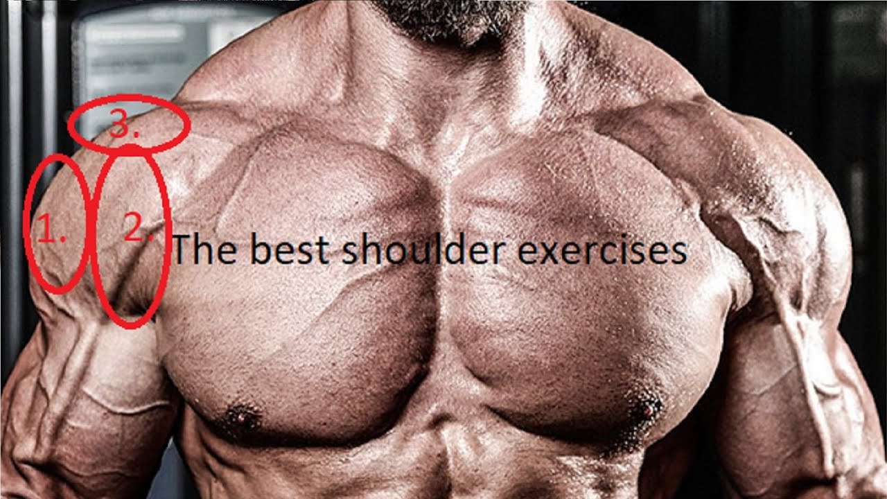 The best shoulder exercises for building musle (front delt, side delt ...