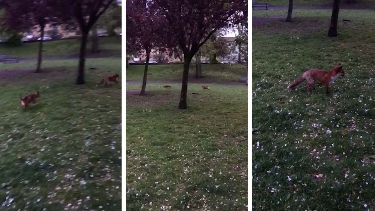 Adorable Dog And Fox Play Together - YouTube