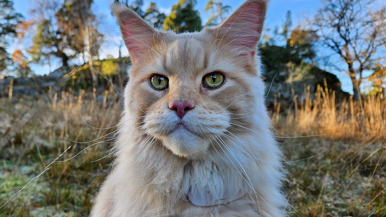 King Buster In the Royal Forest! - YouTube