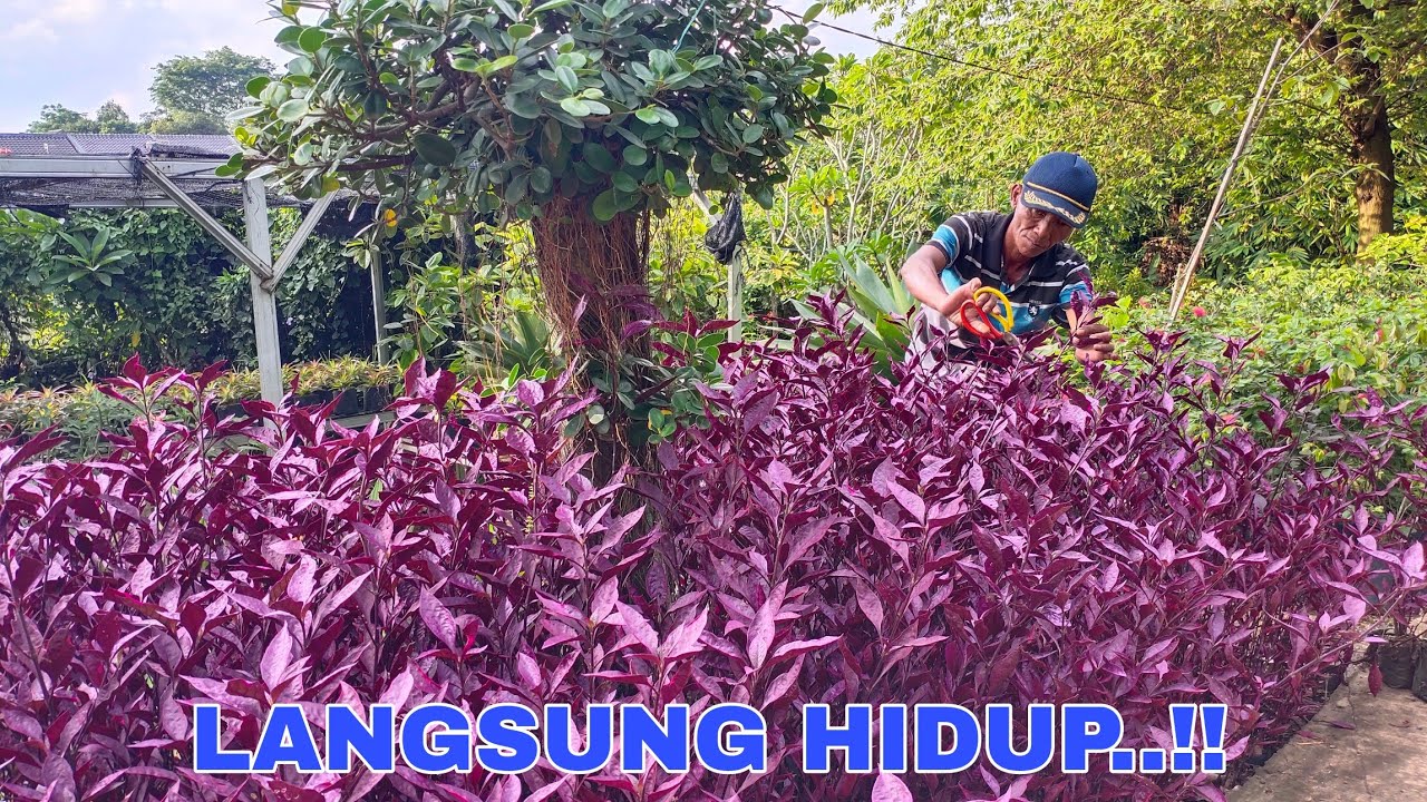 CARA PERBANYAK TANAMAN GANDARUSA MERAH / ERVAH !! - YouTube