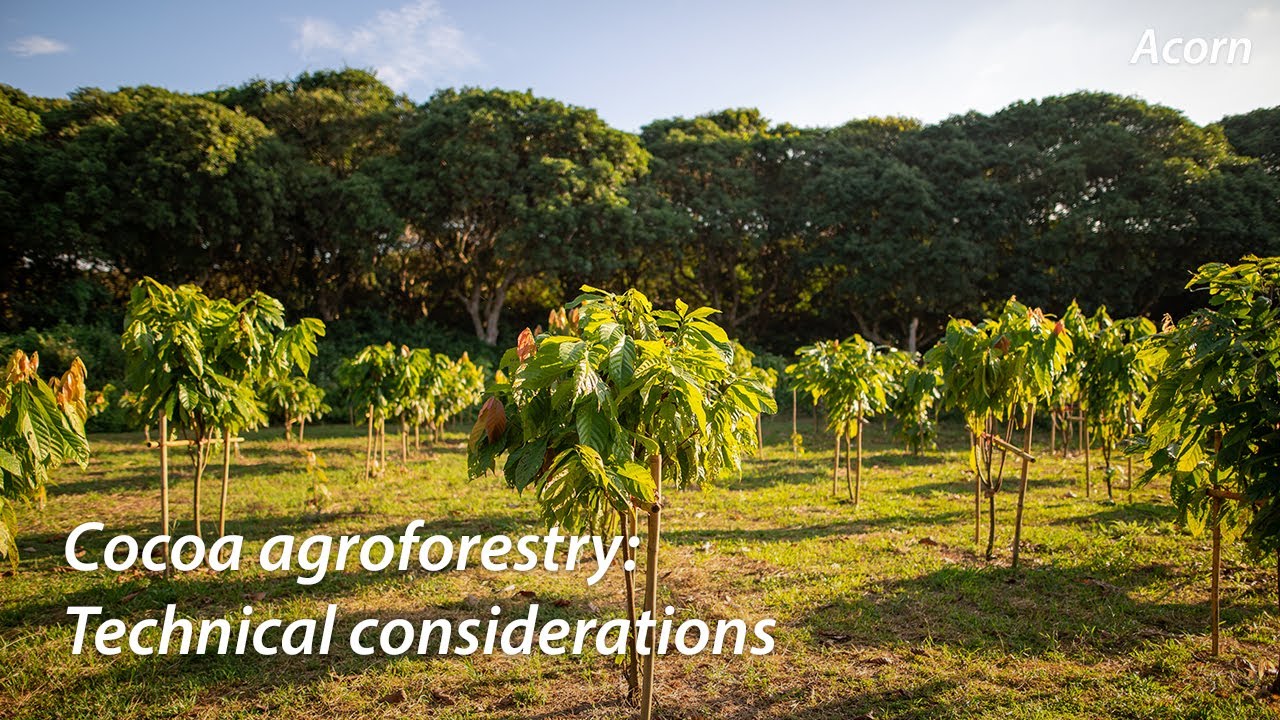 Cocoa Agroforestry: Technical Considerations | Acorn Agroforestry ...