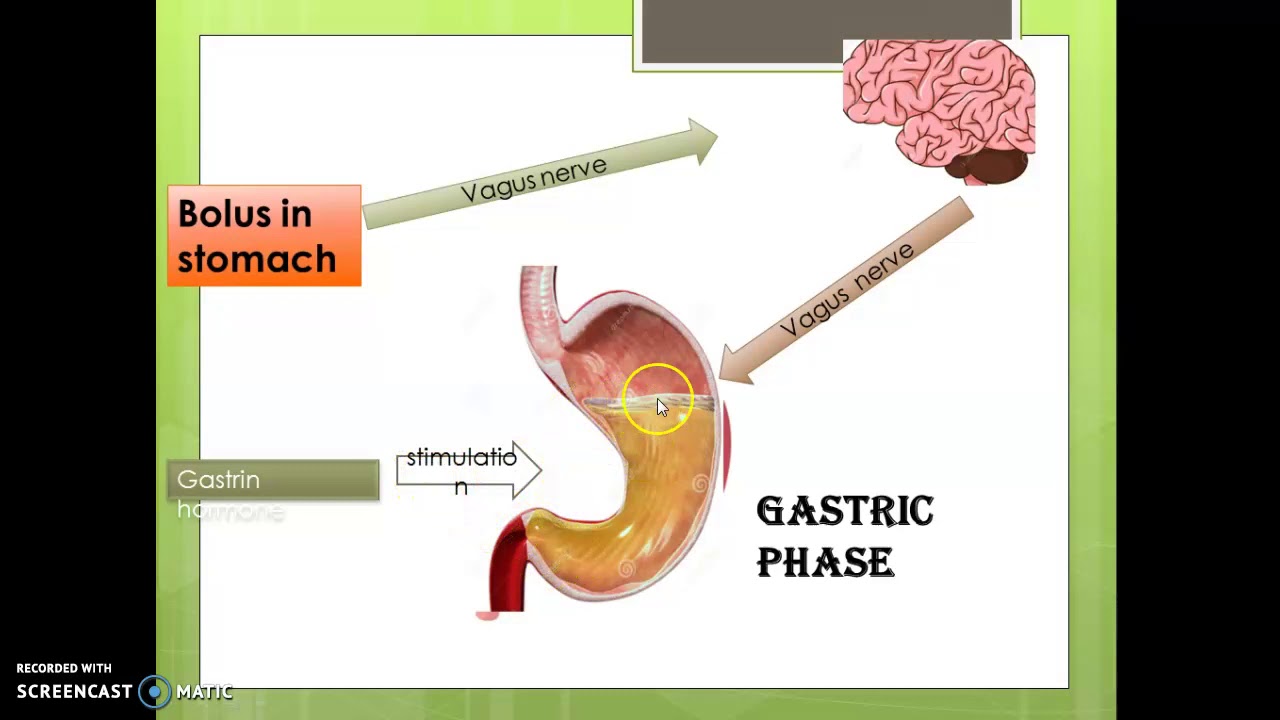 Phases Of Gastric Juice Secretion YouTube phases-of-gastric-juice-secretion-youtube