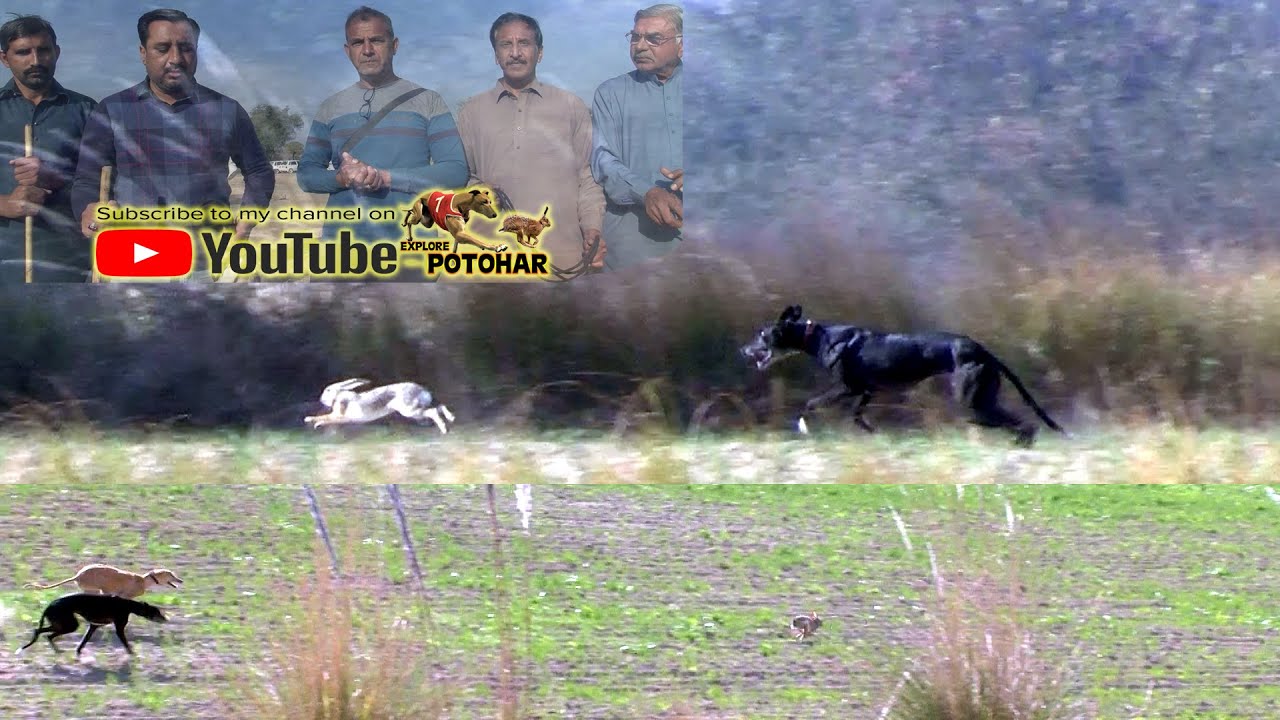 Hounds and Hare | Greyhounds Chasing Rabbits | Hunting Dog Coursing ...