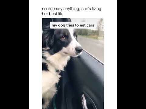 My dog tries to eat cars - YouTube