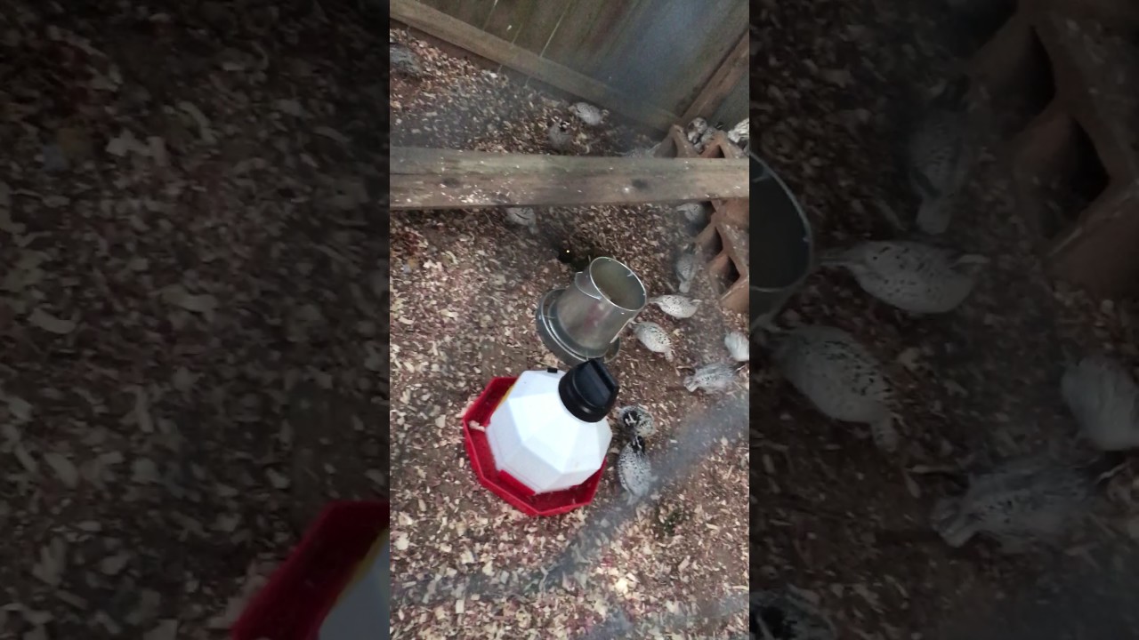 Snowflake Bobwhite Quail making their group Call - YouTube