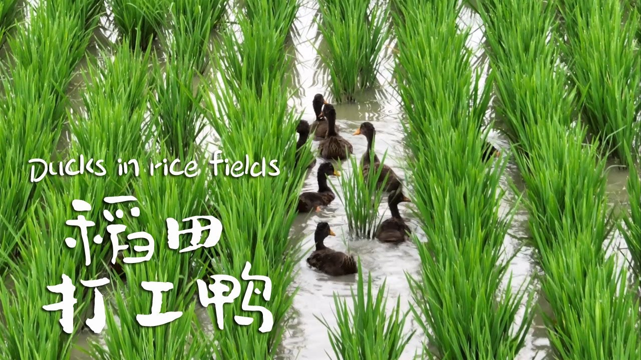 Changzhou nature: Ducks in rice fields | 常州：稻田里来了“打工鸭” - YouTube