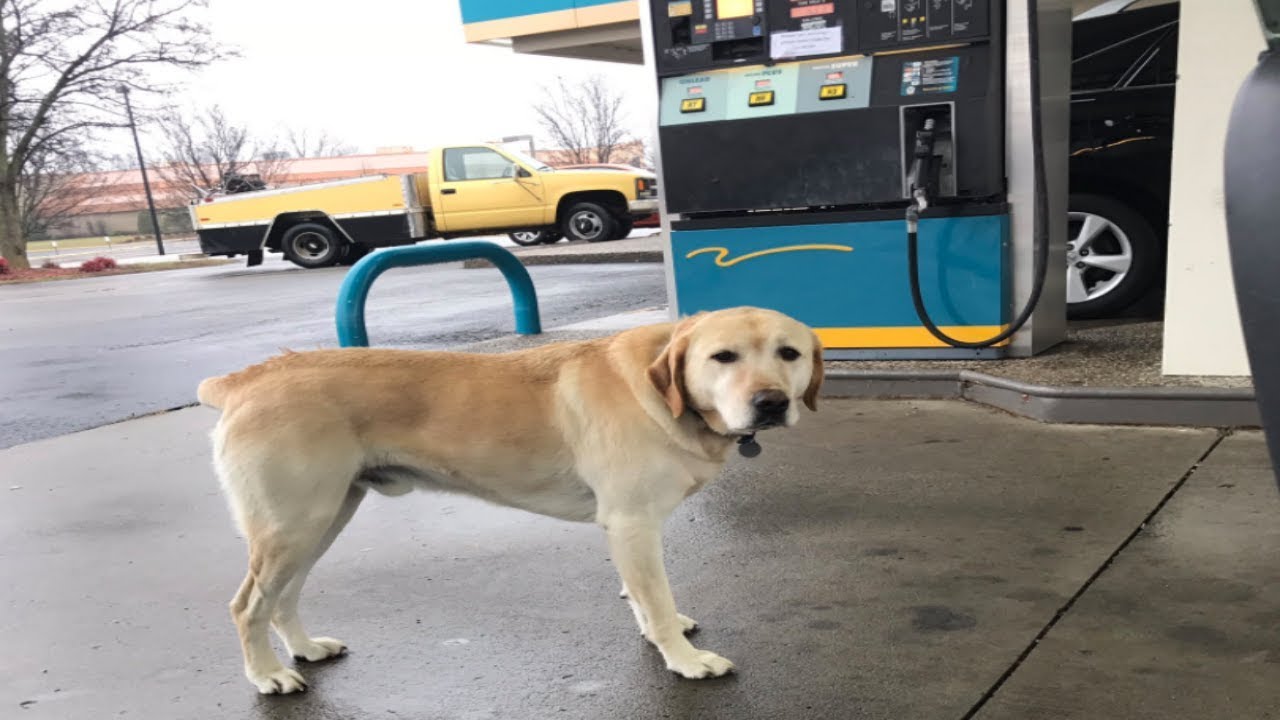 Man Went To Help A Lonely Dog At A Gas Station Then He Looked Closer At ...