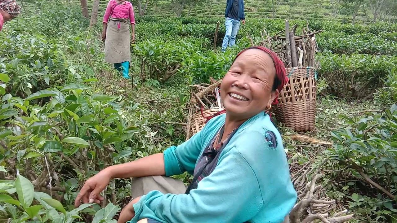 Interview of Tea Garden Worker @ Tinchuley. Women's working in ...
