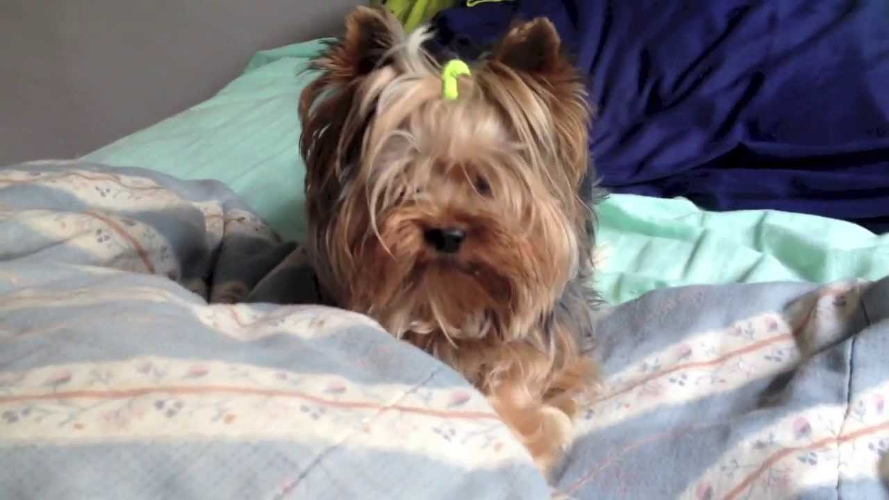 Yorkie jumping like crazy - YouTube
