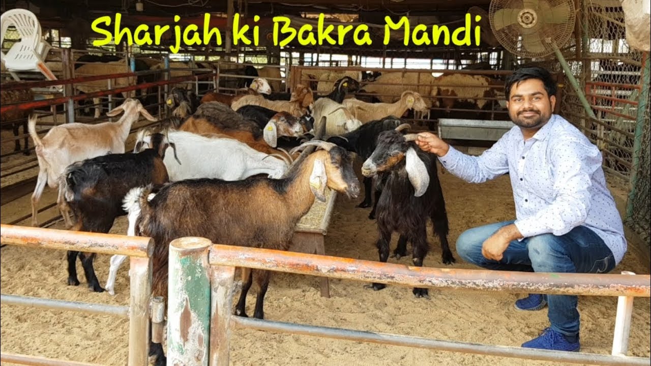 Sharjah ki Bakra Mandi | Animal Prices in Sharjah Mandi - YouTube