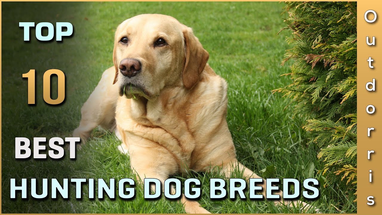 Top 10 Hunting Dog Breeds - YouTube