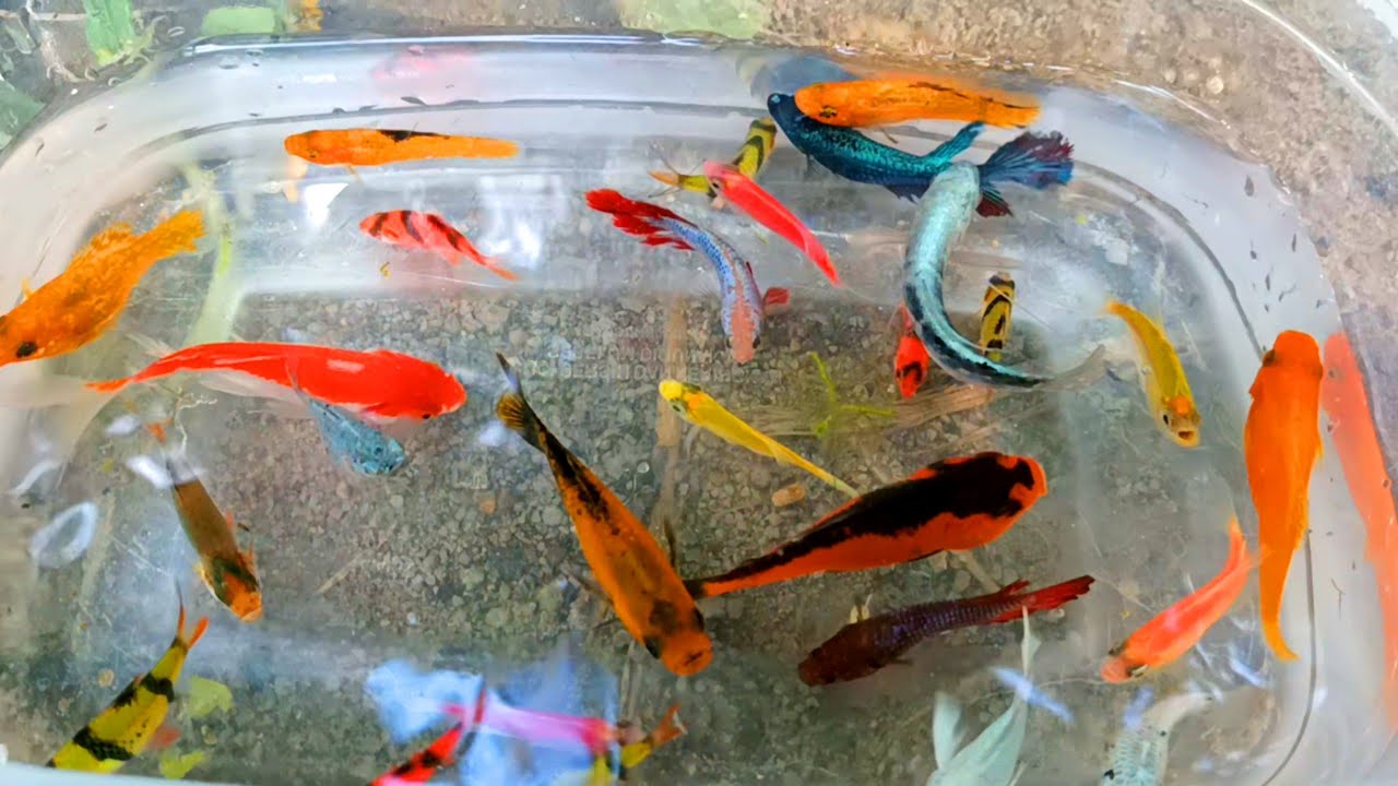 Find colorful Ornamental fish, Betta fish, koi fish, koki fish, Channa ...