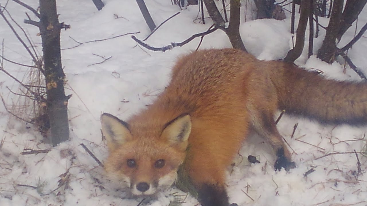 Beautiful fox catch (Should i get it mounted) - YouTube