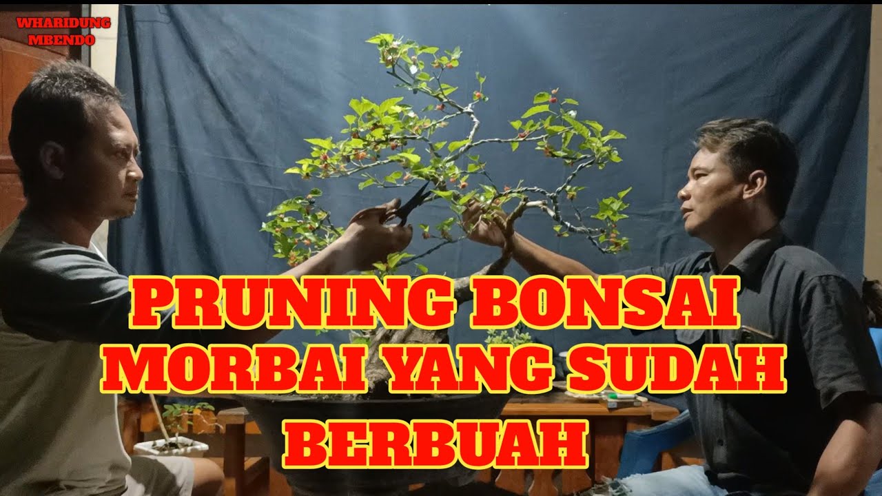 Pruning Bonsai Morbei Terbaru 2021 - YouTube
