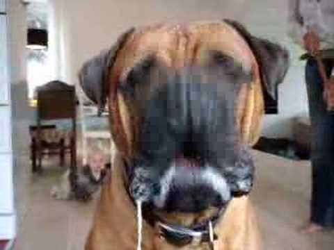 Bullmastiff barking on command - YouTube