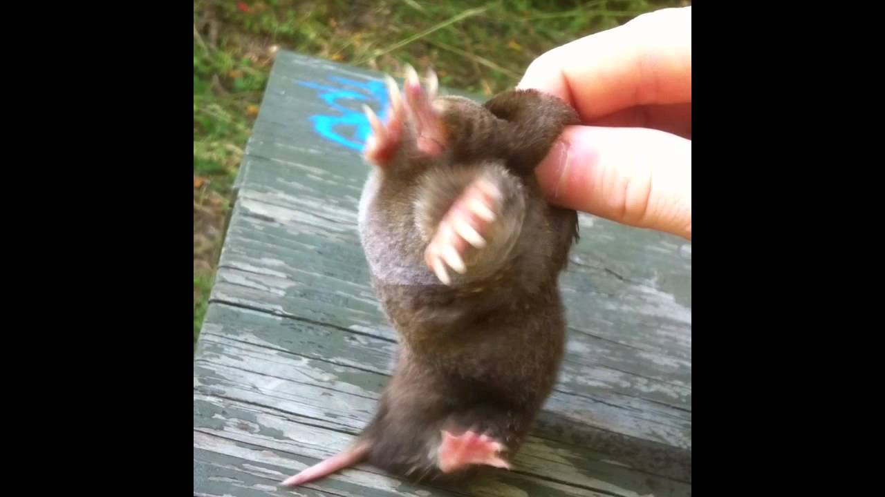 Mole Dance - YouTube