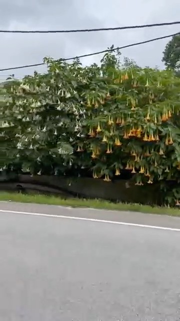 Angel’s trumpets - Brugmansia arborea / Brugmansia suaveolens ...