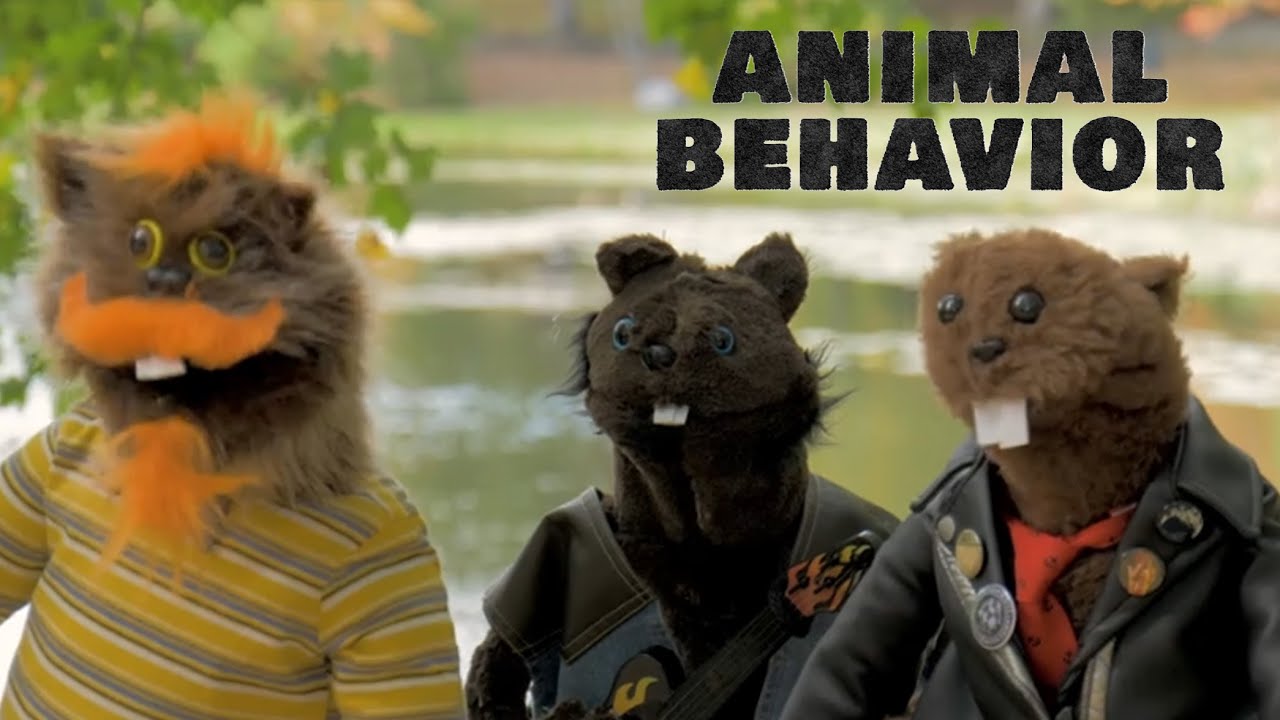 Animal Behavior: The Bad Beavers - Series 2 Episode 2 - YouTube