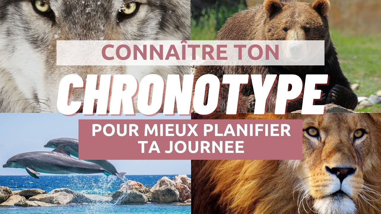 Chronotypes | Organiser et planifier ta journée en respectant ton ...