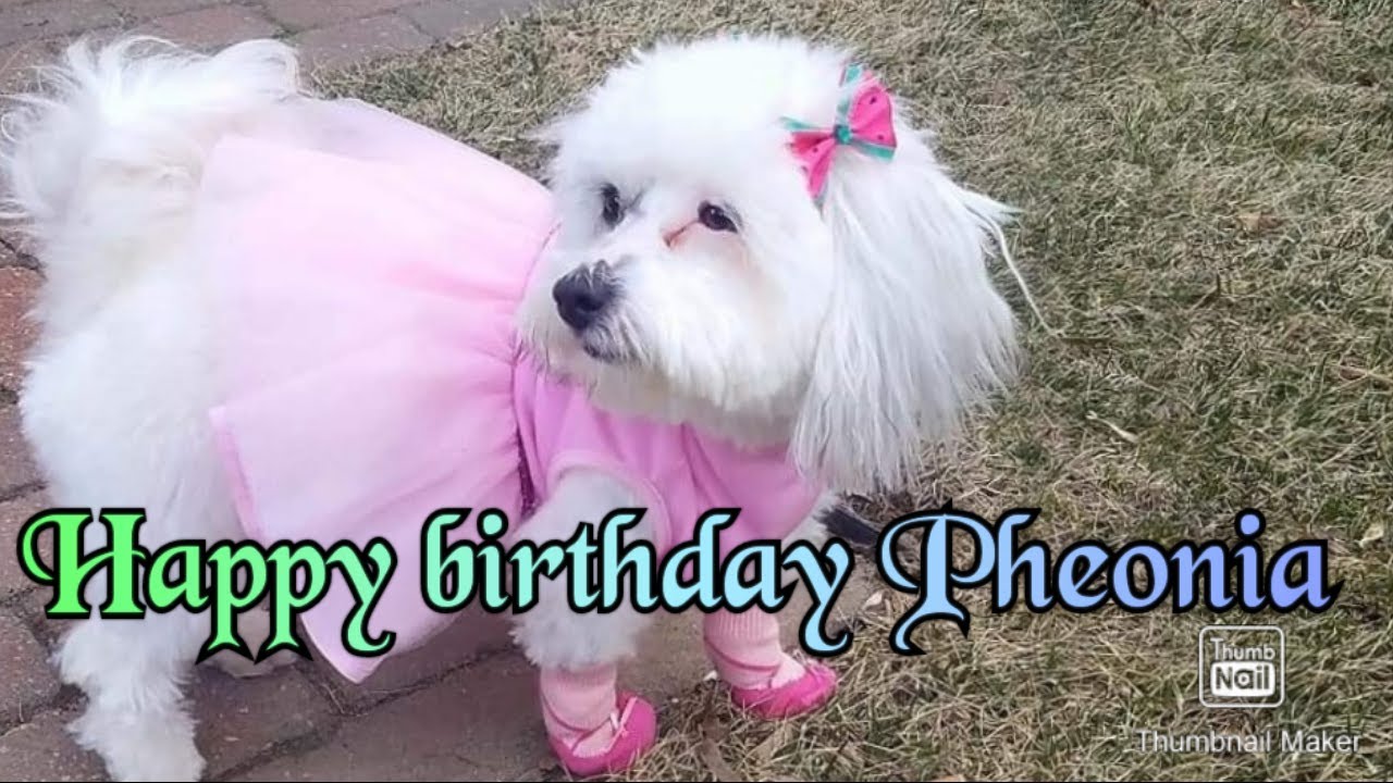 #havapoo Happy birthday to my dog - YouTube