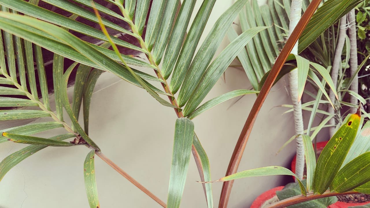 Lipstick Palm / Red Palm Plant ( Cyrtostachys Renda) Full Information ...