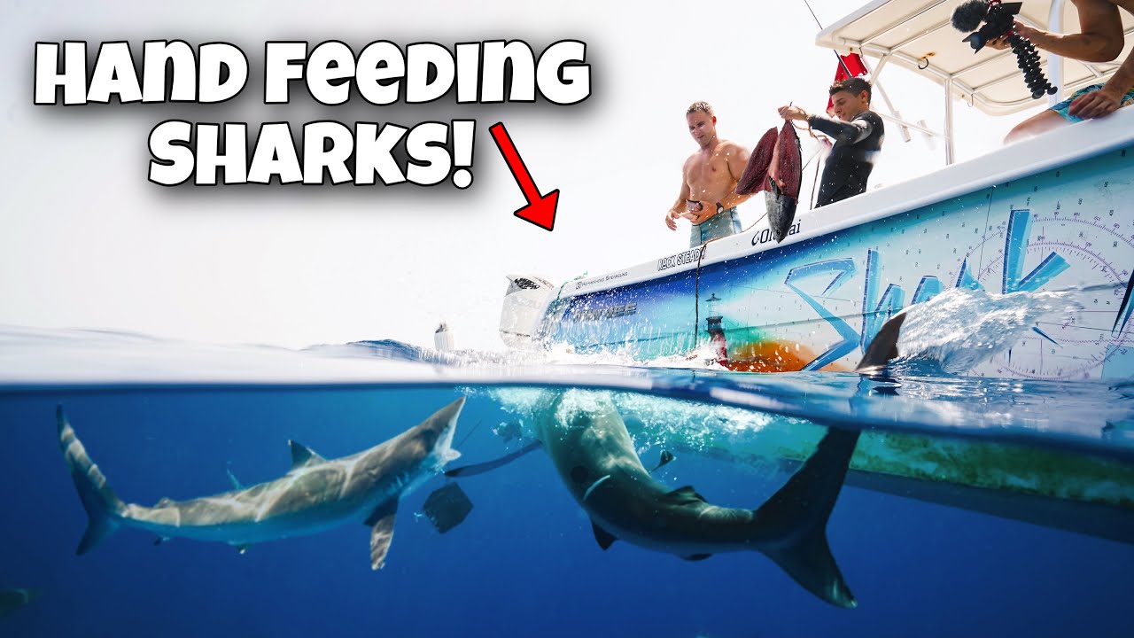 DEEP WATER DIVING + SHARKS!! - YouTube