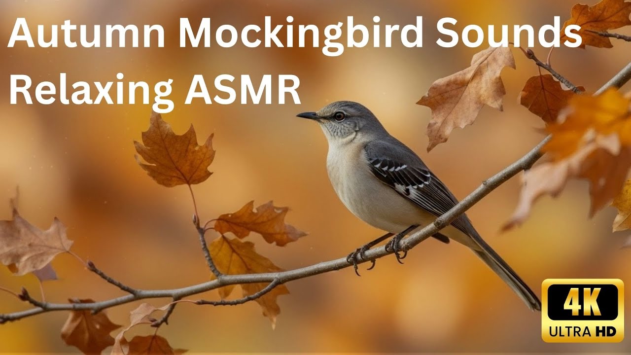 Canto Del Mockingbird