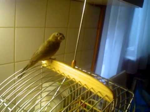 Twatwa Tiger - Jongman bijna 1 jaar. Bicudo Tiger - YouTube