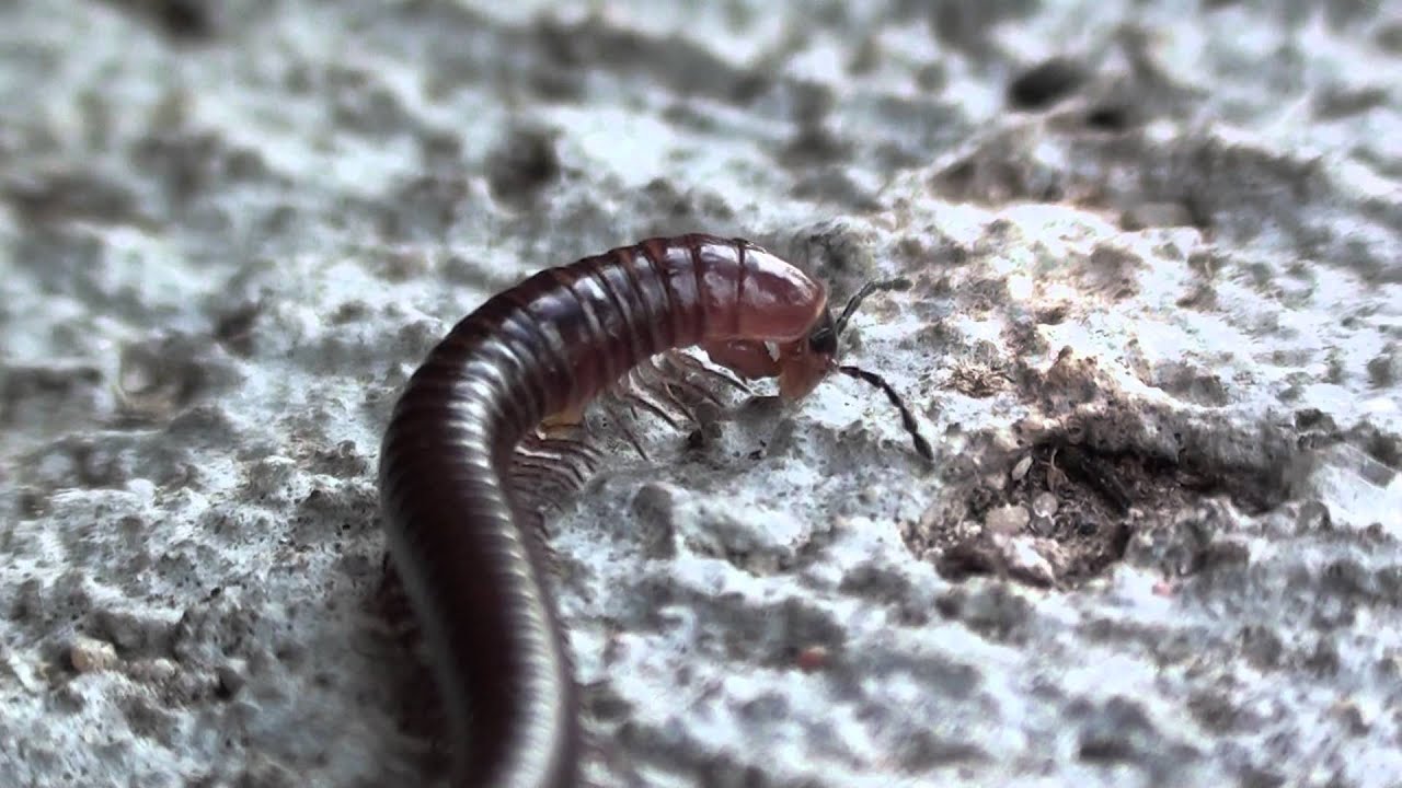 Millipede (Diplopoda: Parajulidae) Close-up of Male - YouTube