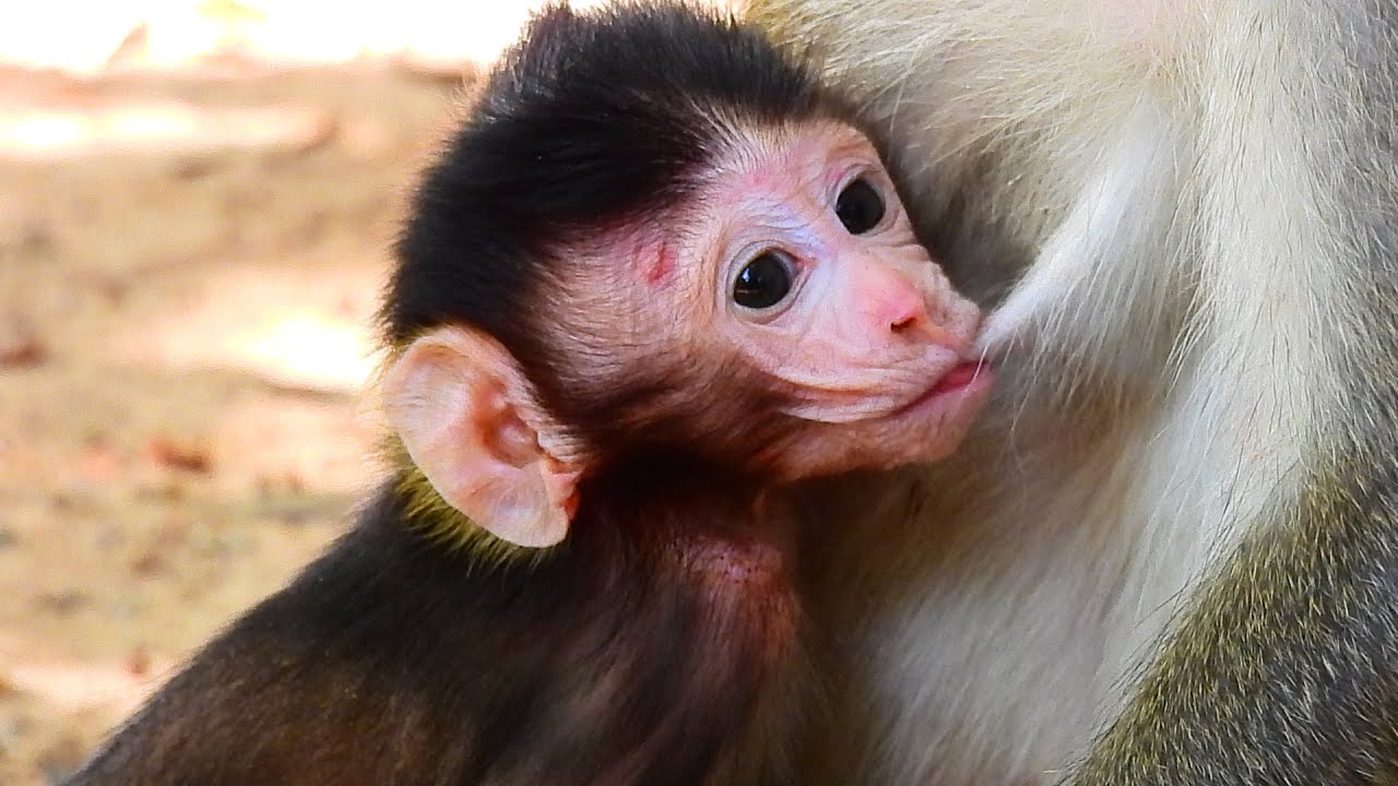 LOOK SO CUTE BABY ARA TRYING GET MILK WITH MOMMA BUT ABIT HARD GOT ...