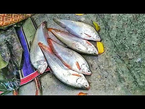 How to cut and clean Foli fish l Clown Knife fish cut and clean l Cook ...