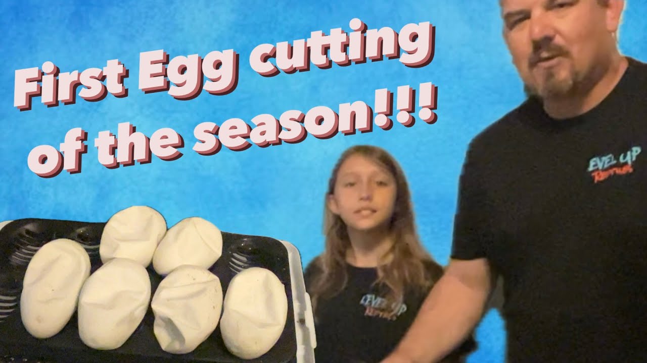First Ball Python Egg Cutting of the 2024 season!!! - YouTube