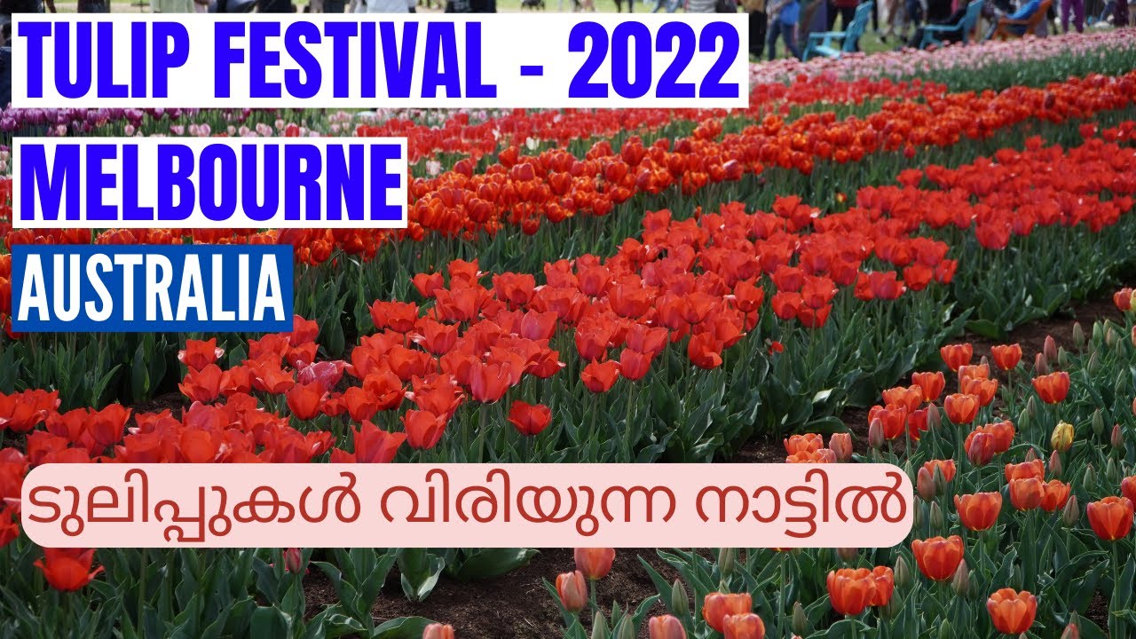 Tulip Festival Melbourne 2022 / Tesselaar Tulip Farm Australia ...