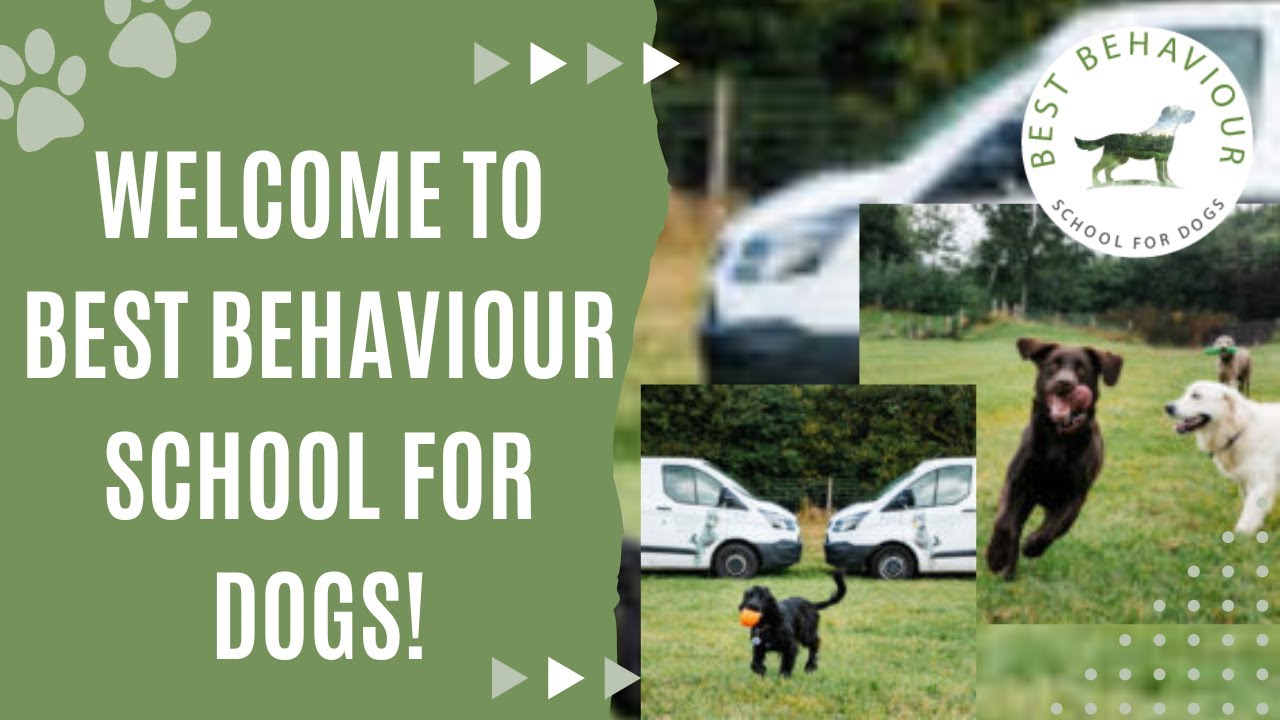 Best Behaviour School For Dogs - YouTube