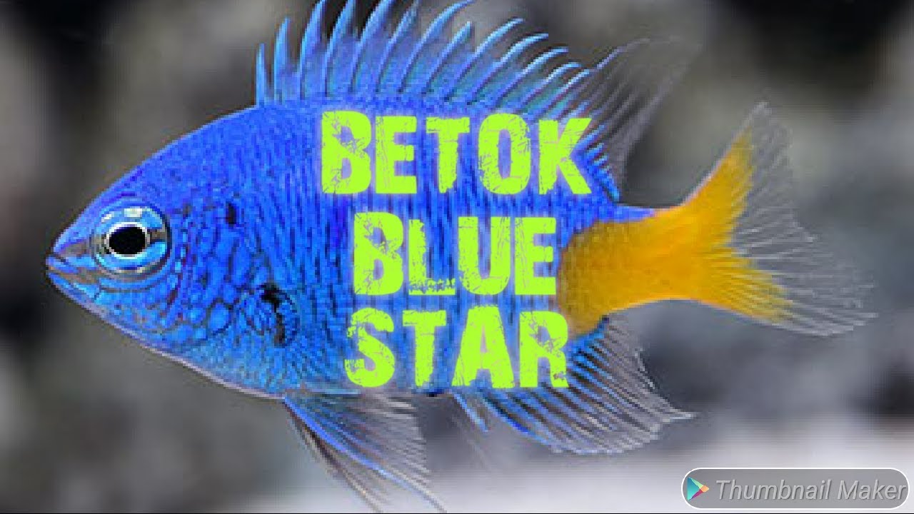 Memelihara Betok Ekor Kuning (Ikan SEJUTA UMAT) / Keeping Yellowtail ...