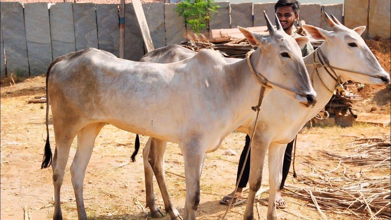 Basthi hori daughters ️ Beautiful hallikar heifers pair raising by ...