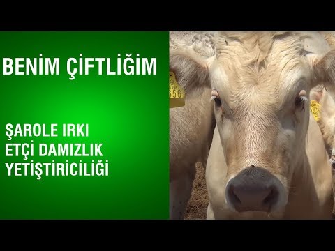 Şarole Irkı Etçi Damızlık Yetiştiriciliği / Rol Model İşletmeler