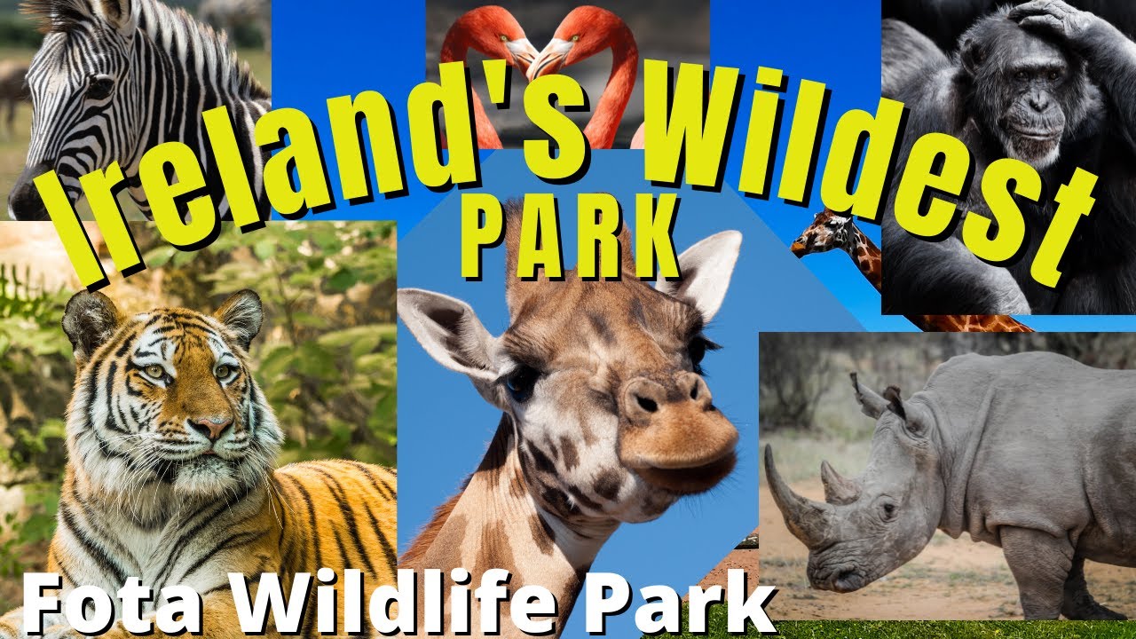 🦒Ireland's Wildest Park | Fota Wildlife Park | Co. Cork Ireland - YouTube