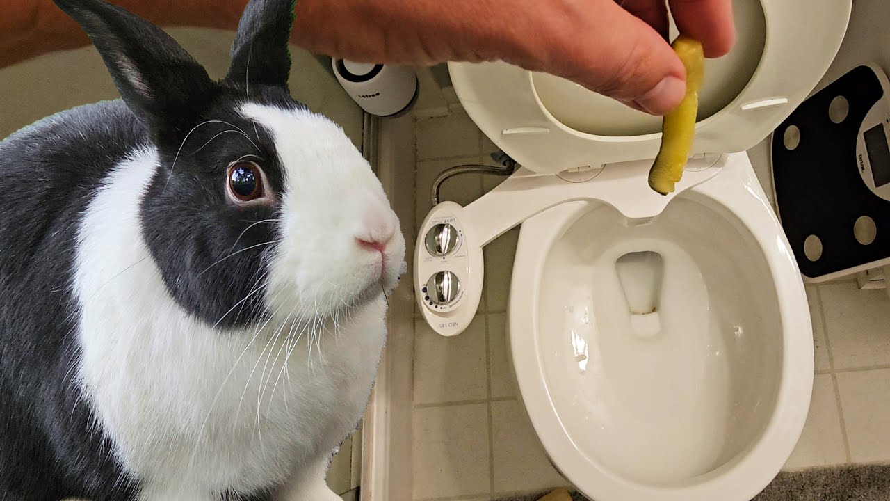 Rabbit training - punishing a rabbit by flushing a pickle down a toilet ...