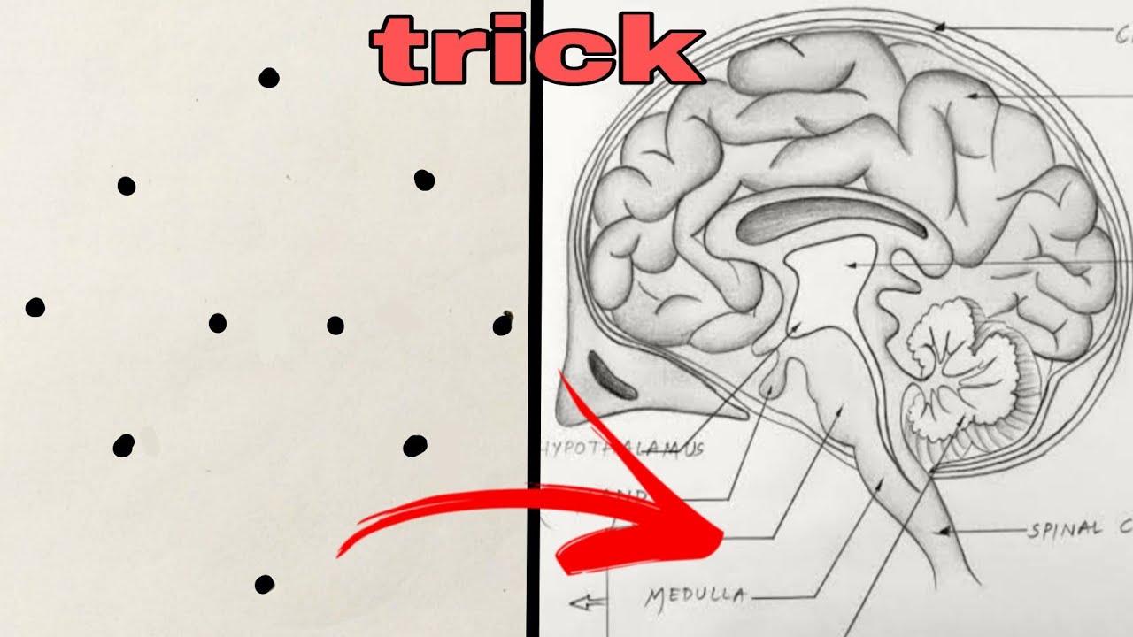 Brain diagram with easy dots tricks / human brain diagram / human brain ...