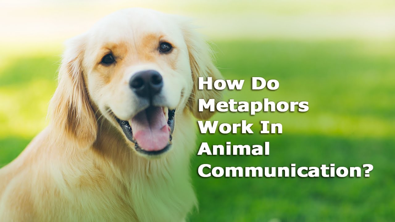 Animal Communication Basics : How Do Metaphors Work In Animal ...
