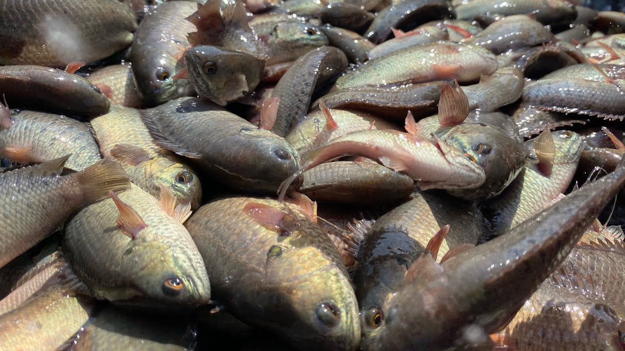 U-Kabi (Anabus testudineus) || Manipur || Keirenphabi || - YouTube