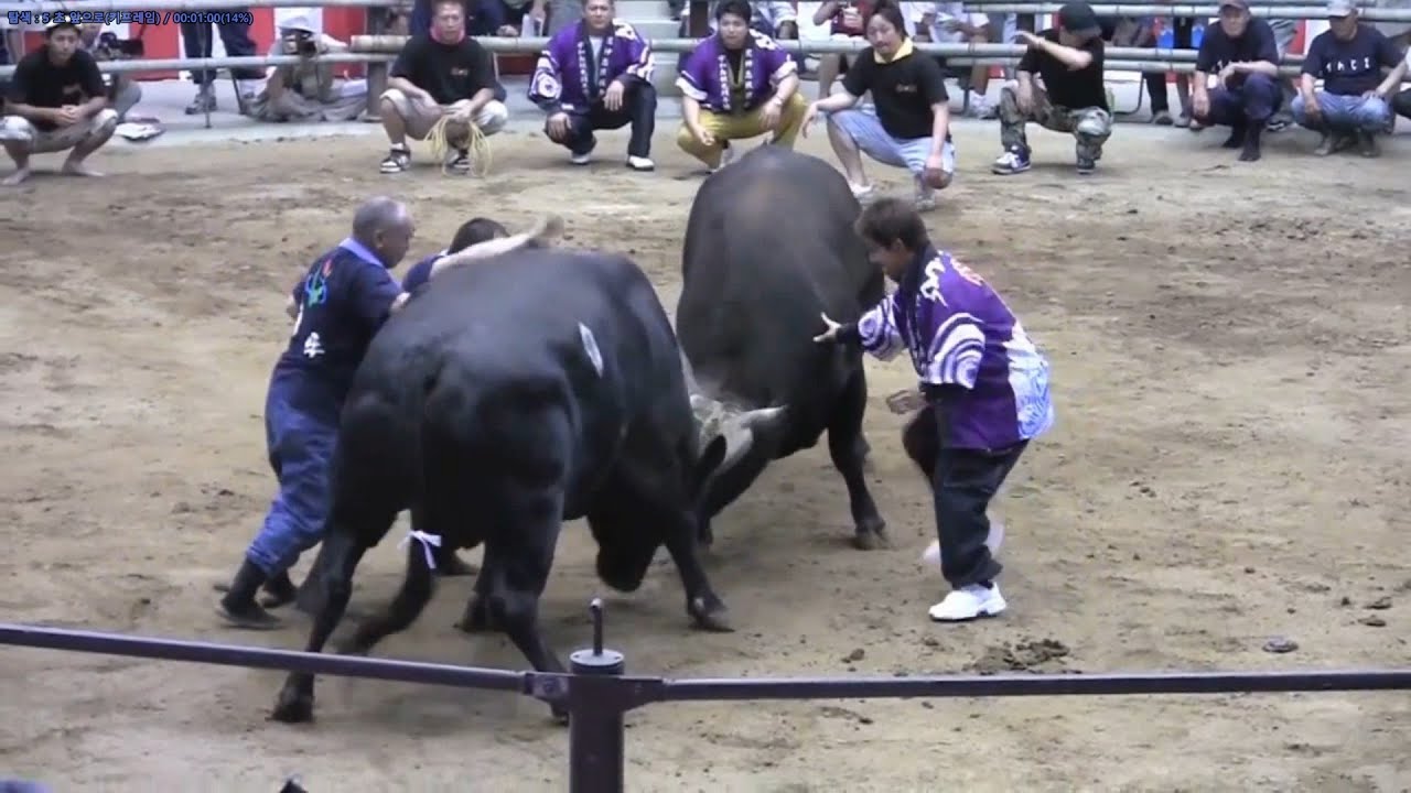일본의 소싸움 (시코쿠섬의 우와지마시), Japan Bullfighting - YouTube