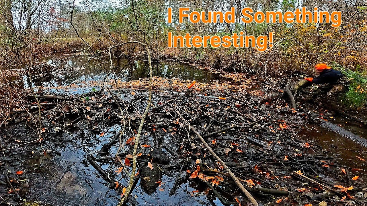 BEAVER DAM REMOVAL! | Oh How I Struggled After Tearing Out The New DAM ...