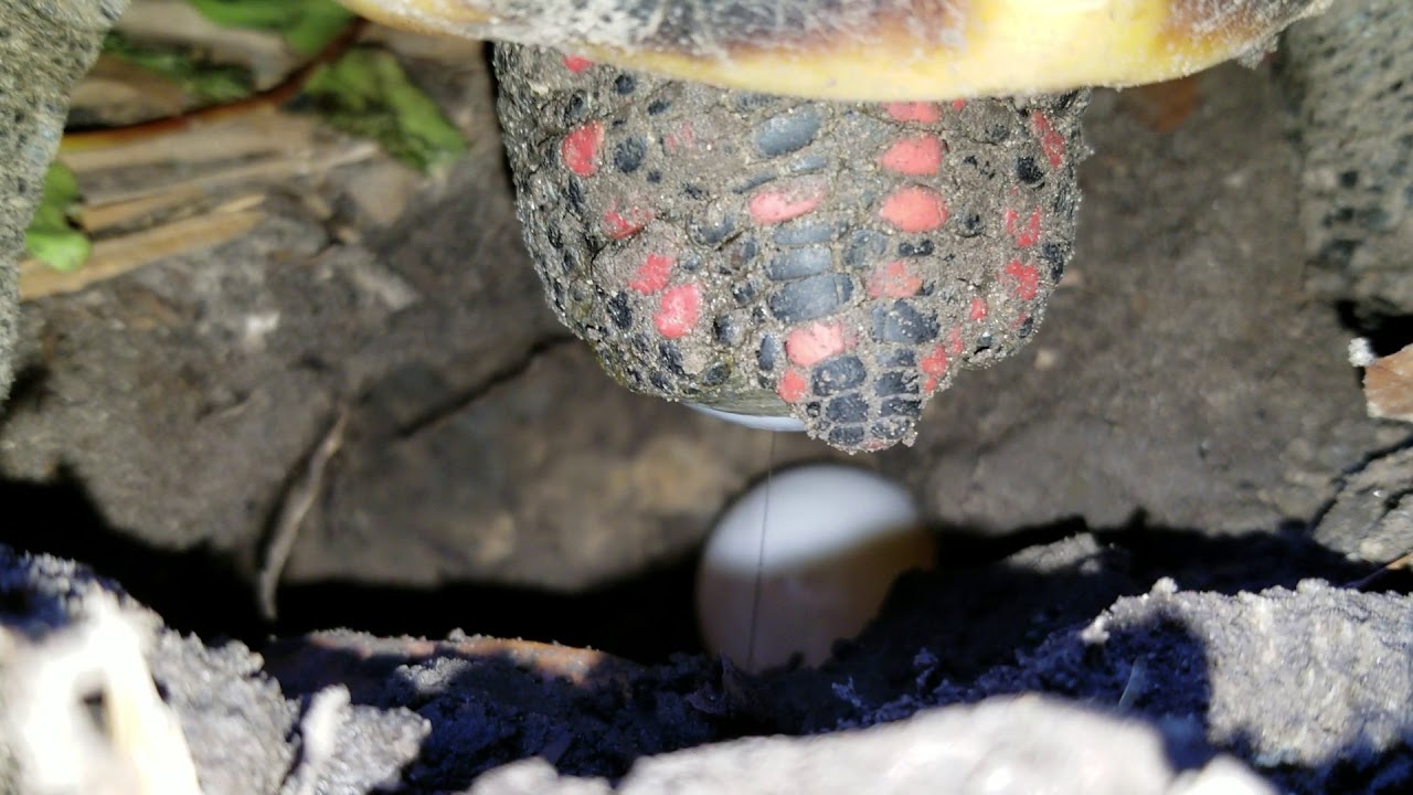 Redfoot Tort laying eggs - YouTube